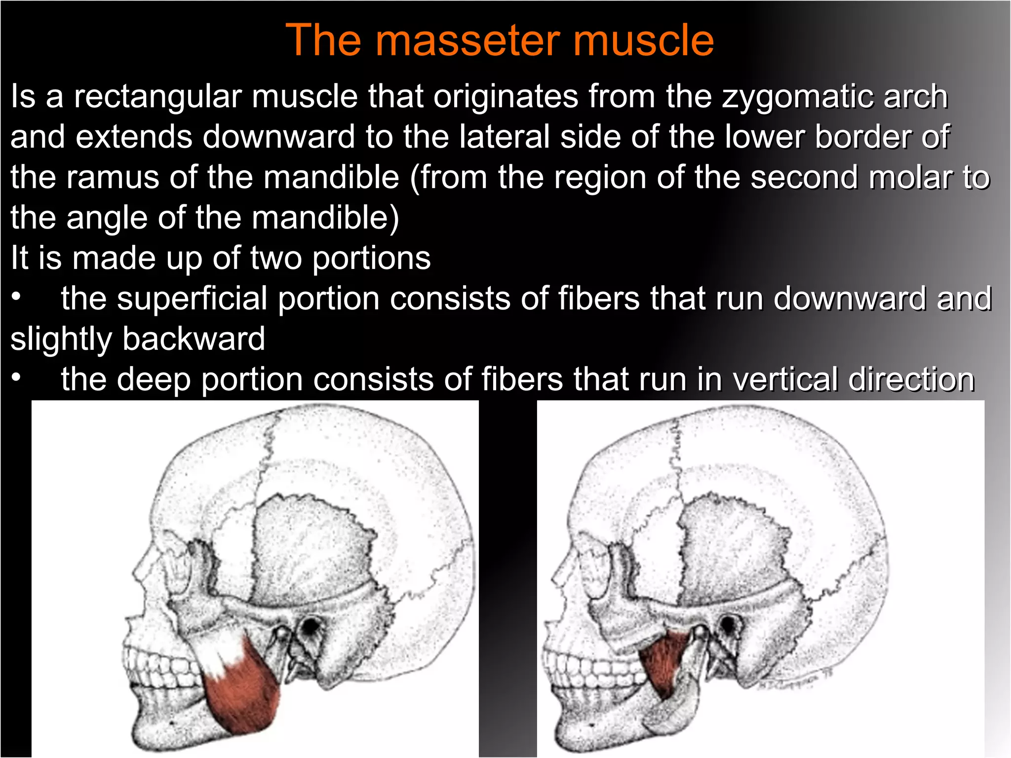 Muscles | PPT