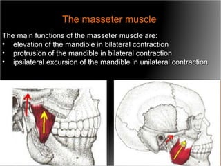 Muscles | PPT