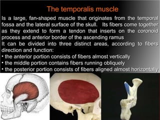 Muscles | PPT