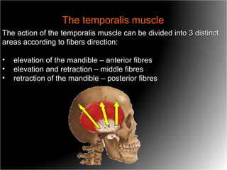 Muscles | PPT