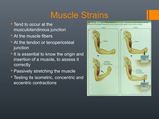 Muscles | PPT