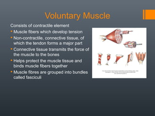 Muscles | PPT