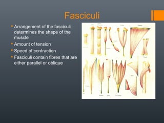 Muscles | PPT