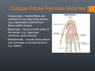 Pennate Muscle