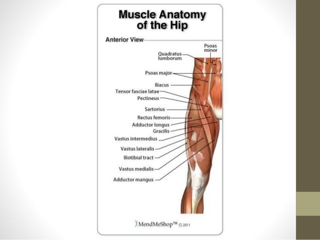 Functional Anatomy functional-anatomy