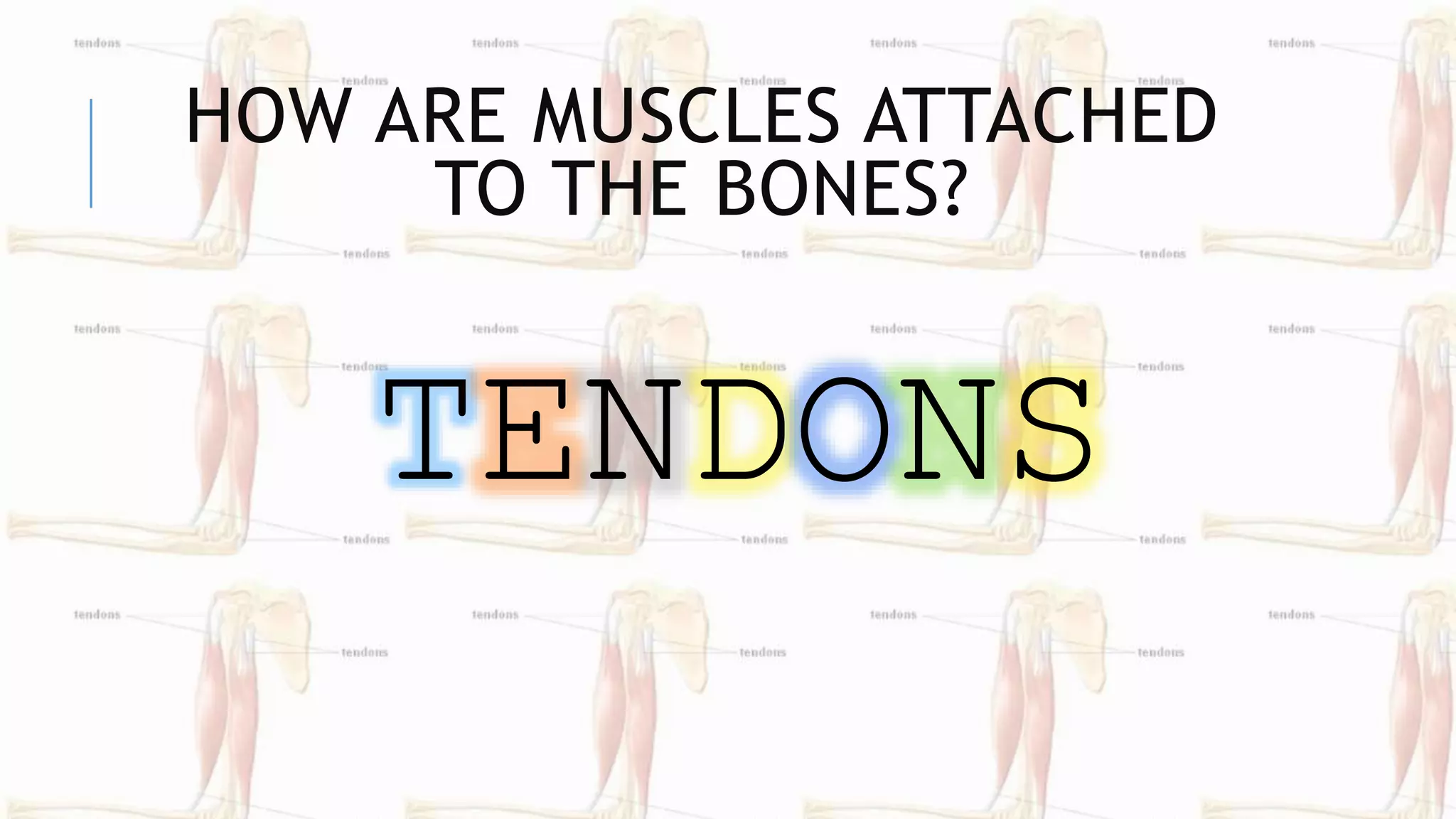 Muscles | PPTX