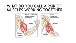Muscles | PPTX