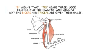 Muscles | PPTX
