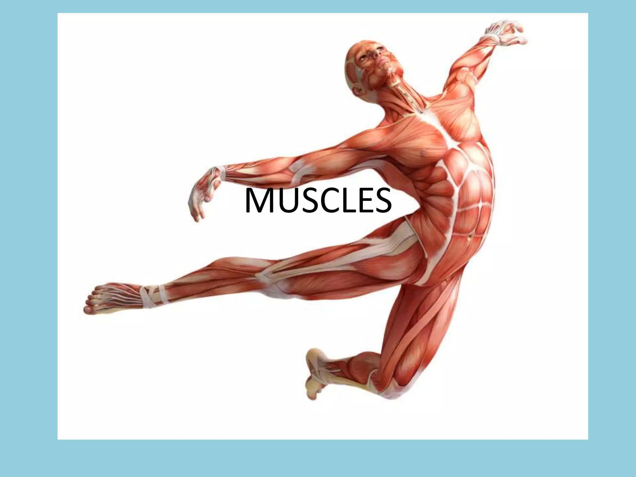 Muscles | PPTX