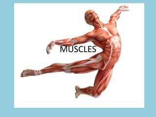 Muscles | PPTX