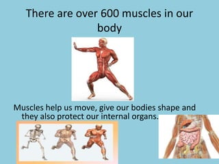 Muscles | PPTX