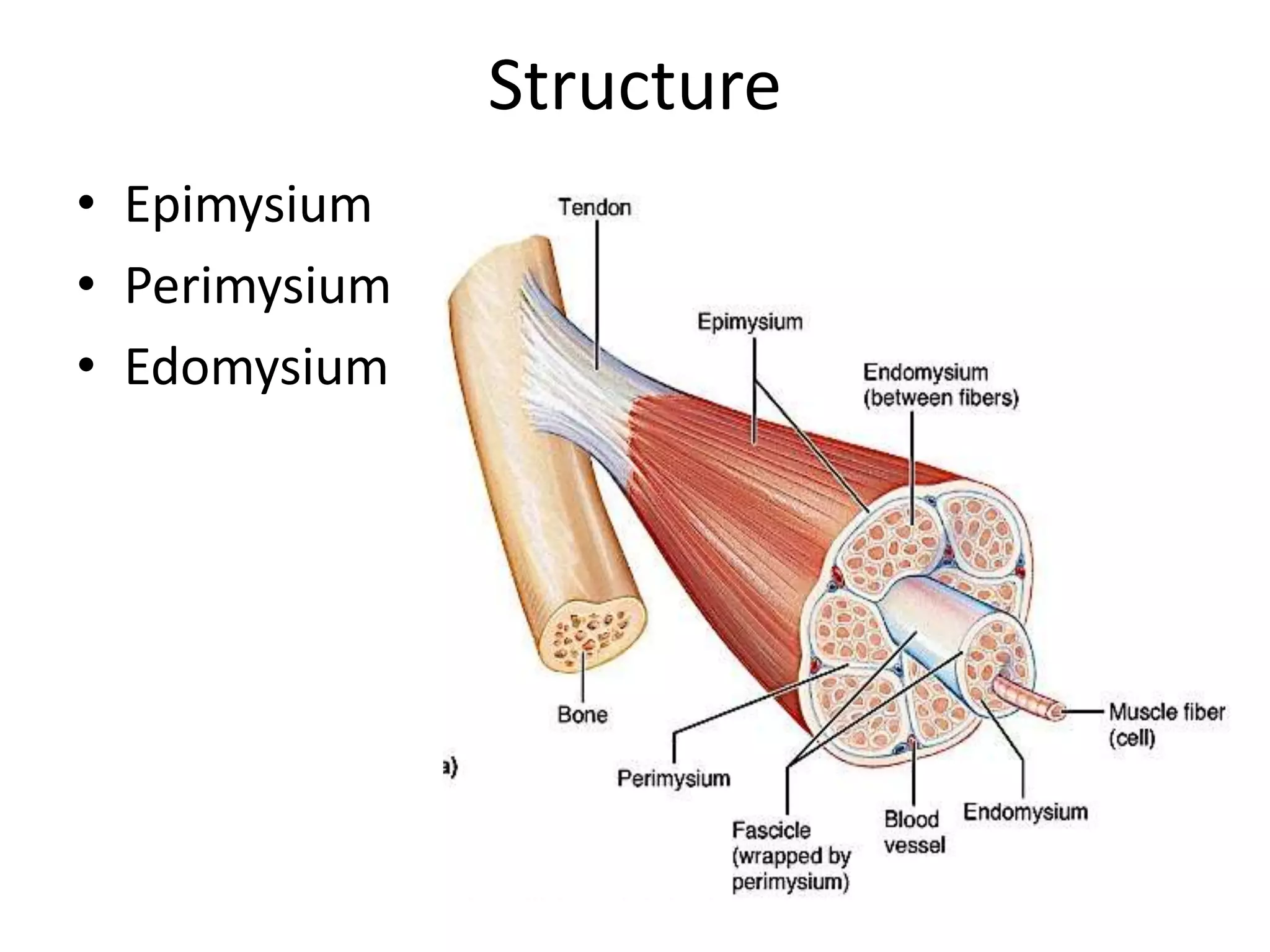 Muscles | PPTX