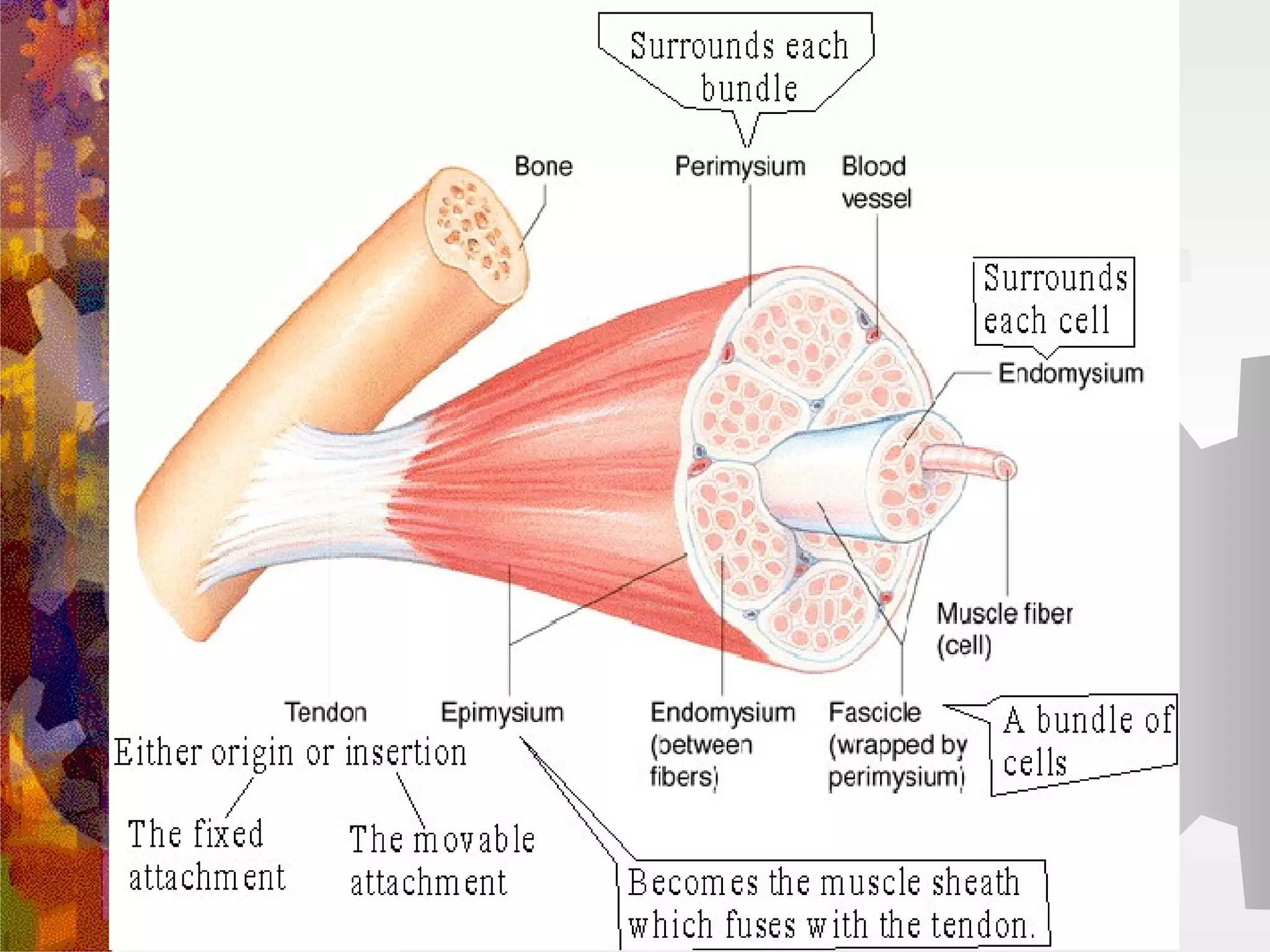 3 Types of Muscle Tissue | PPT