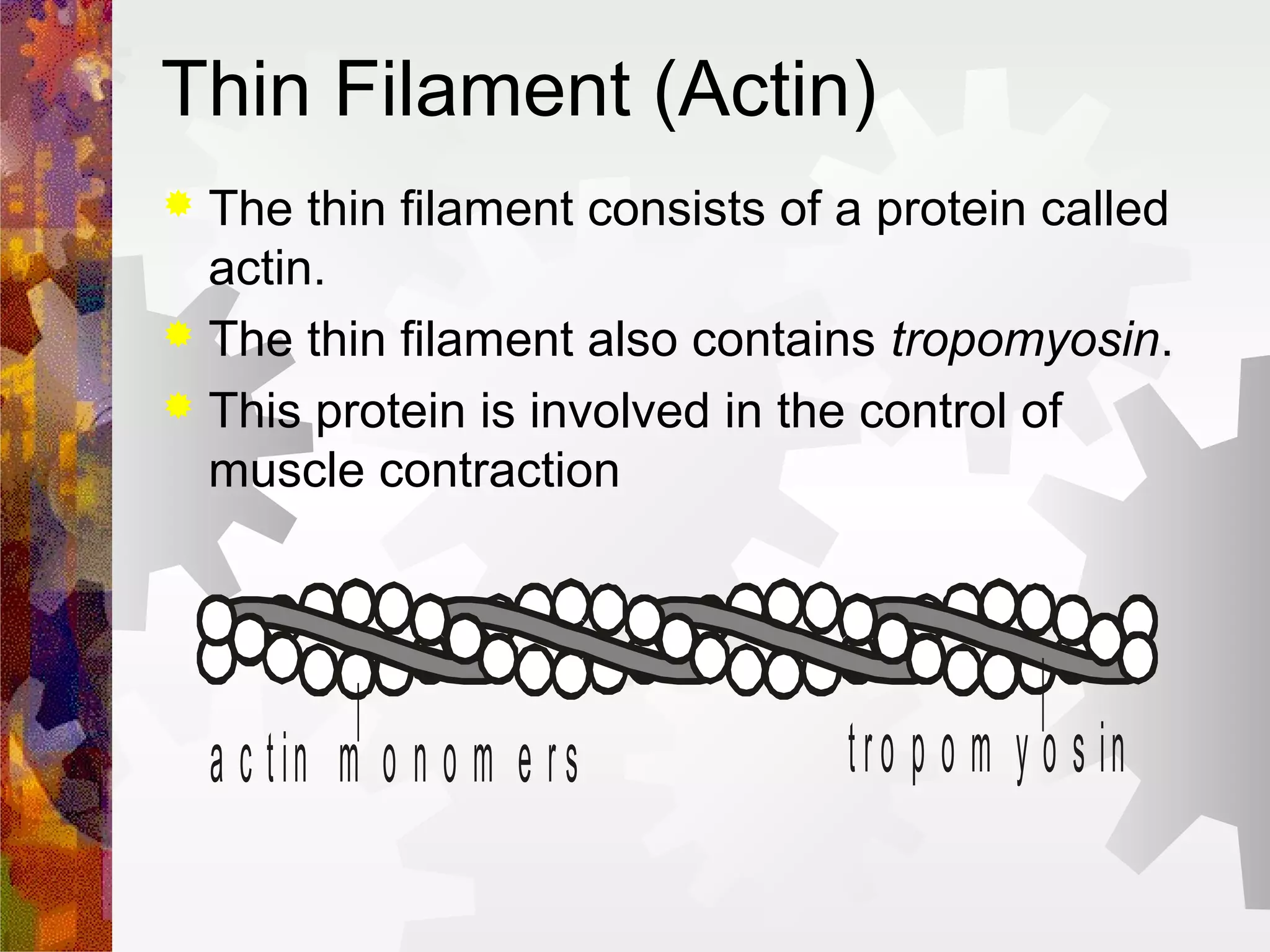 3 Types of Muscle Tissue | PPT