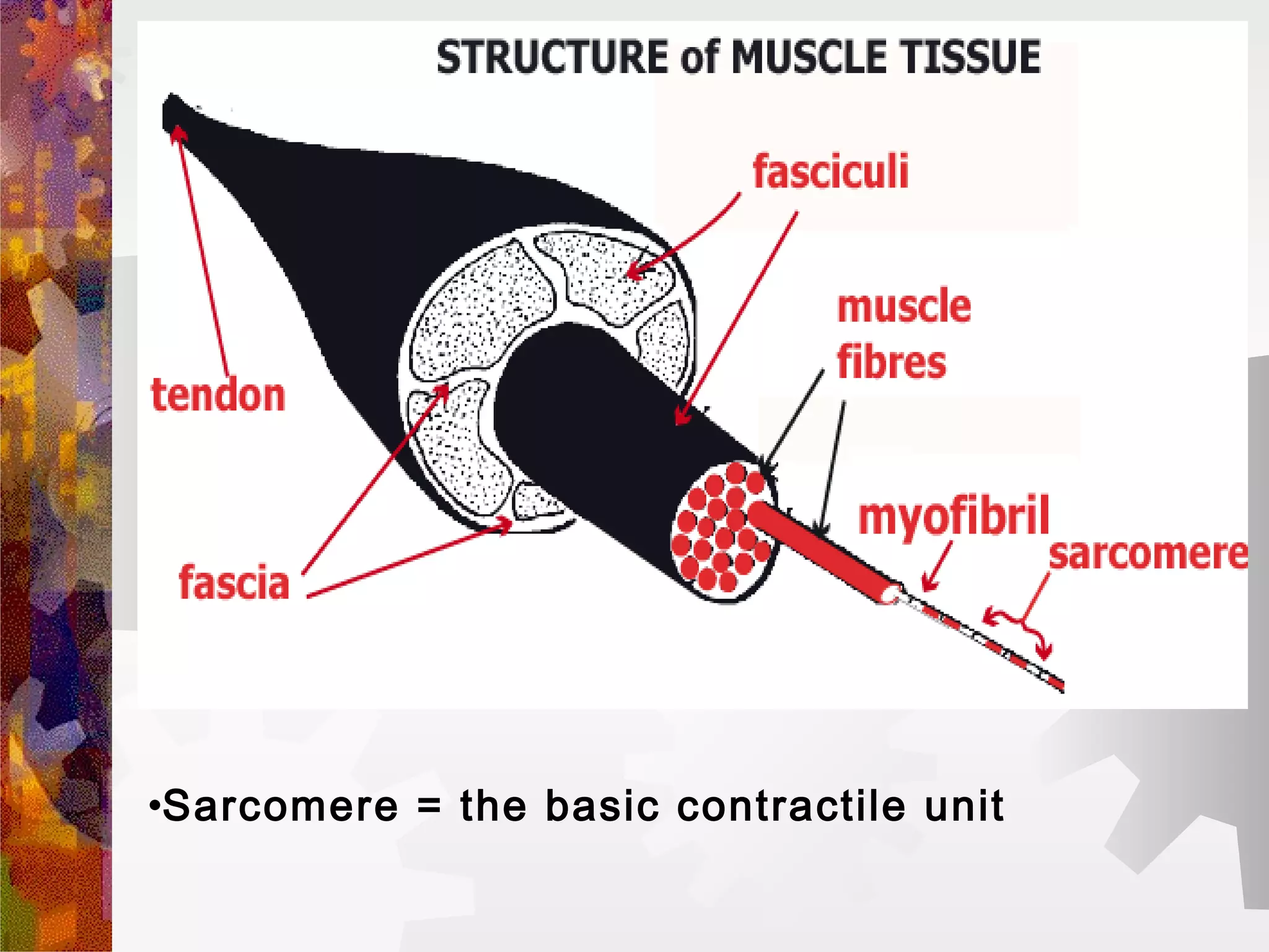 3 Types of Muscle Tissue | PPT