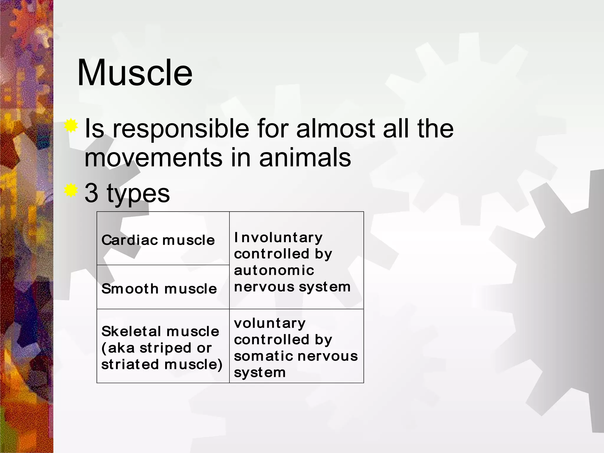 3 Types of Muscle Tissue | PPT