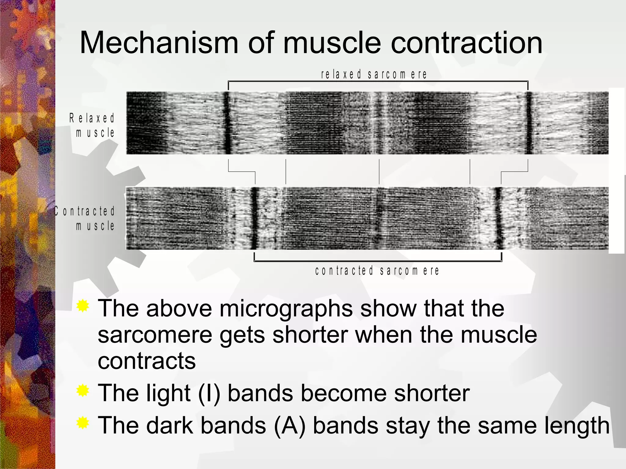 3 Types of Muscle Tissue | PPT