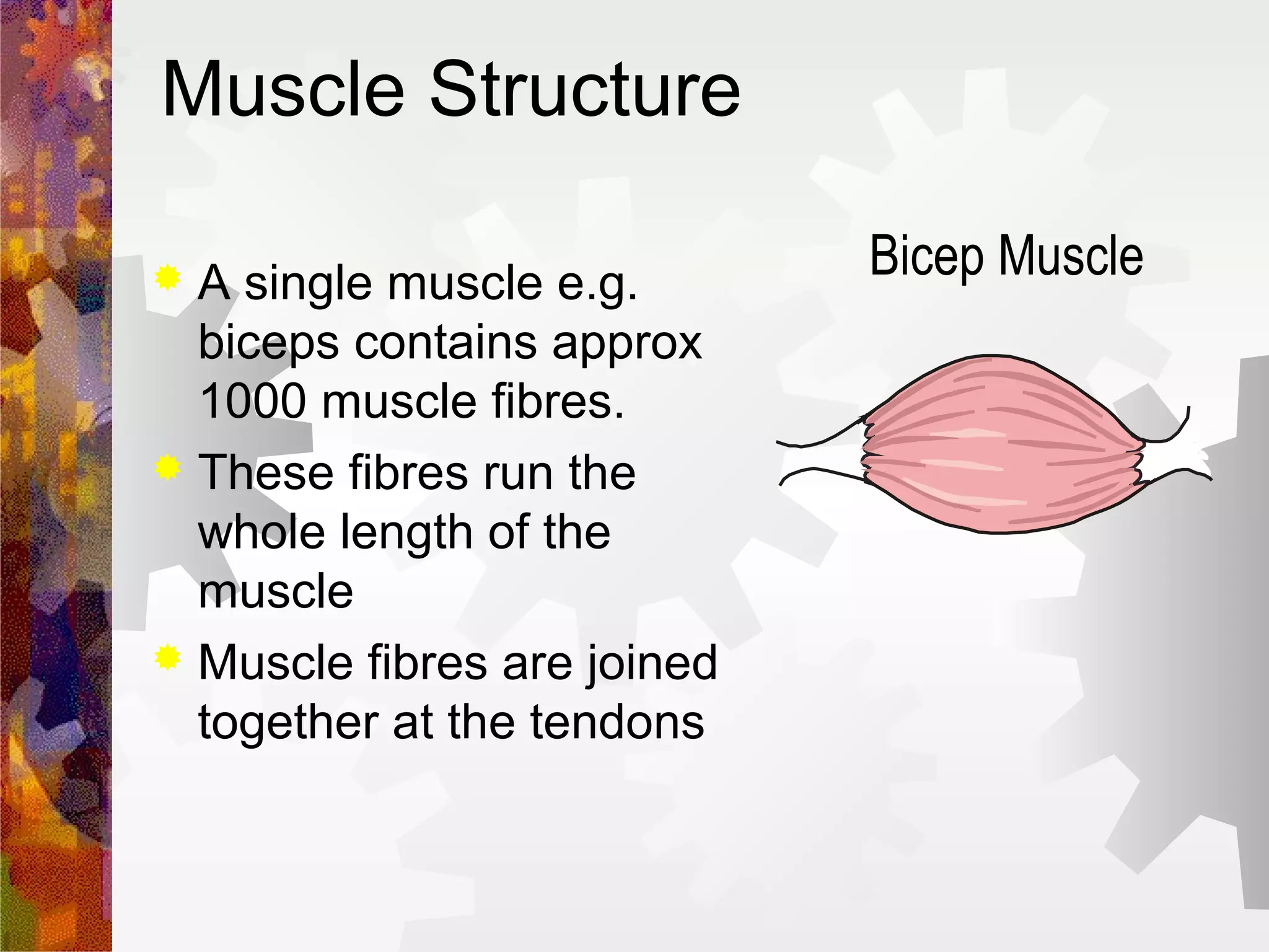 3 Types of Muscle Tissue | PPT
