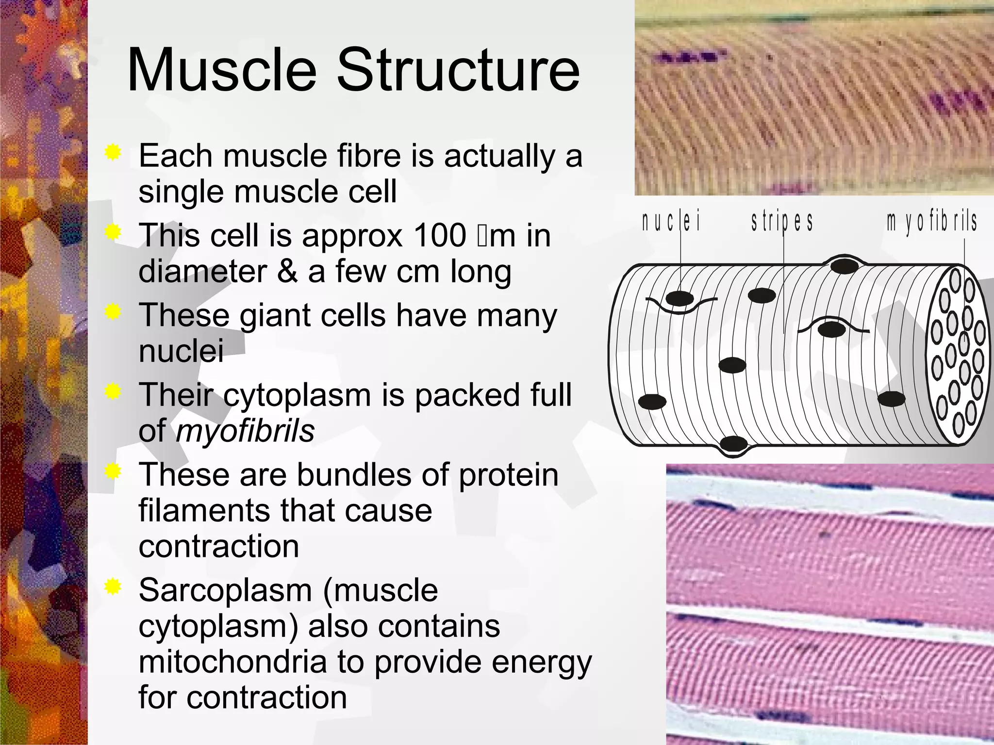 3 Types of Muscle Tissue | PPT