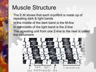 3 Types of Muscle Tissue | PPT