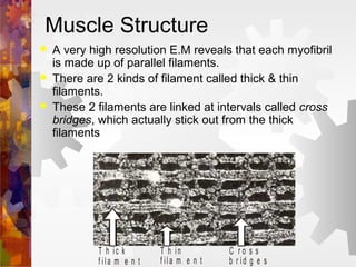 3 Types of Muscle Tissue | PPT