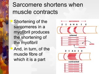 3 Types of Muscle Tissue | PPT