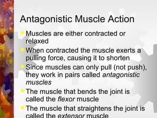 3 Types of Muscle Tissue | PPT