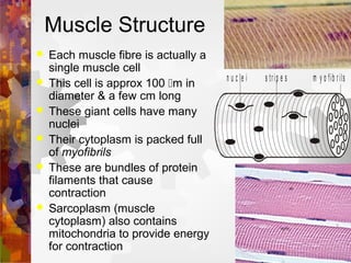 3 Types of Muscle Tissue | PPT