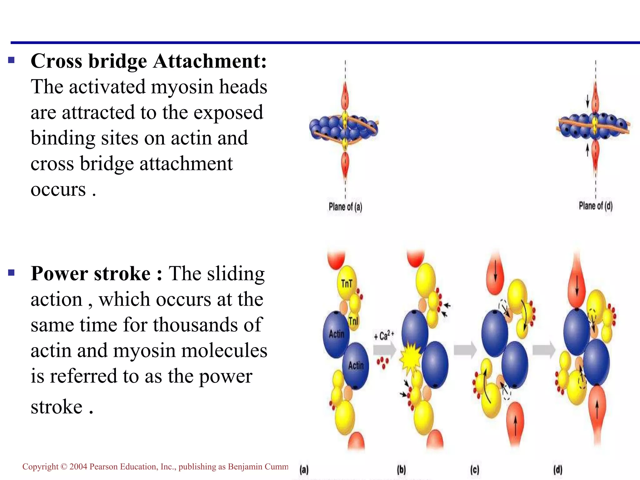 Functions of the muscular system | PDF