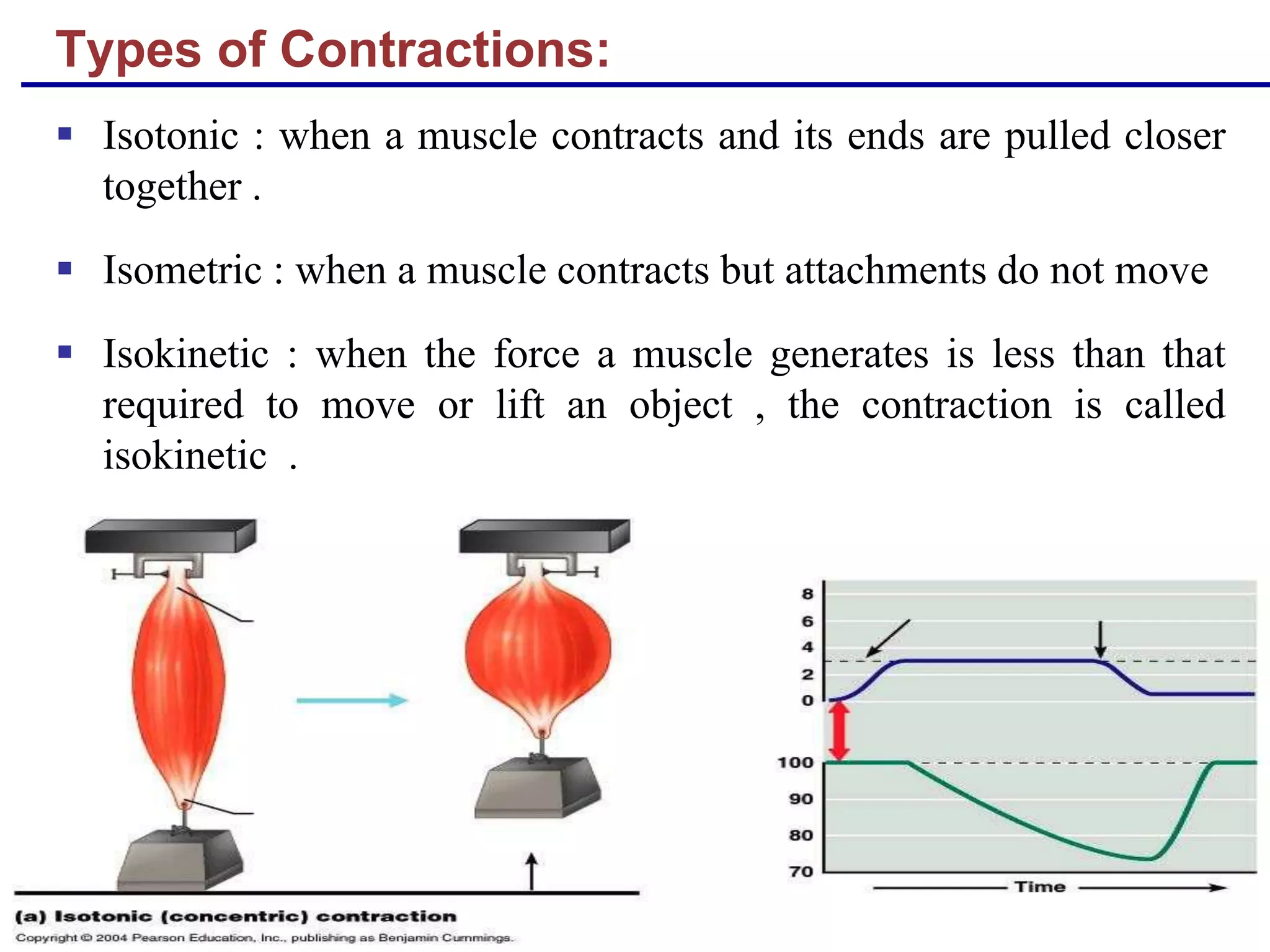 Functions of the muscular system | PDF