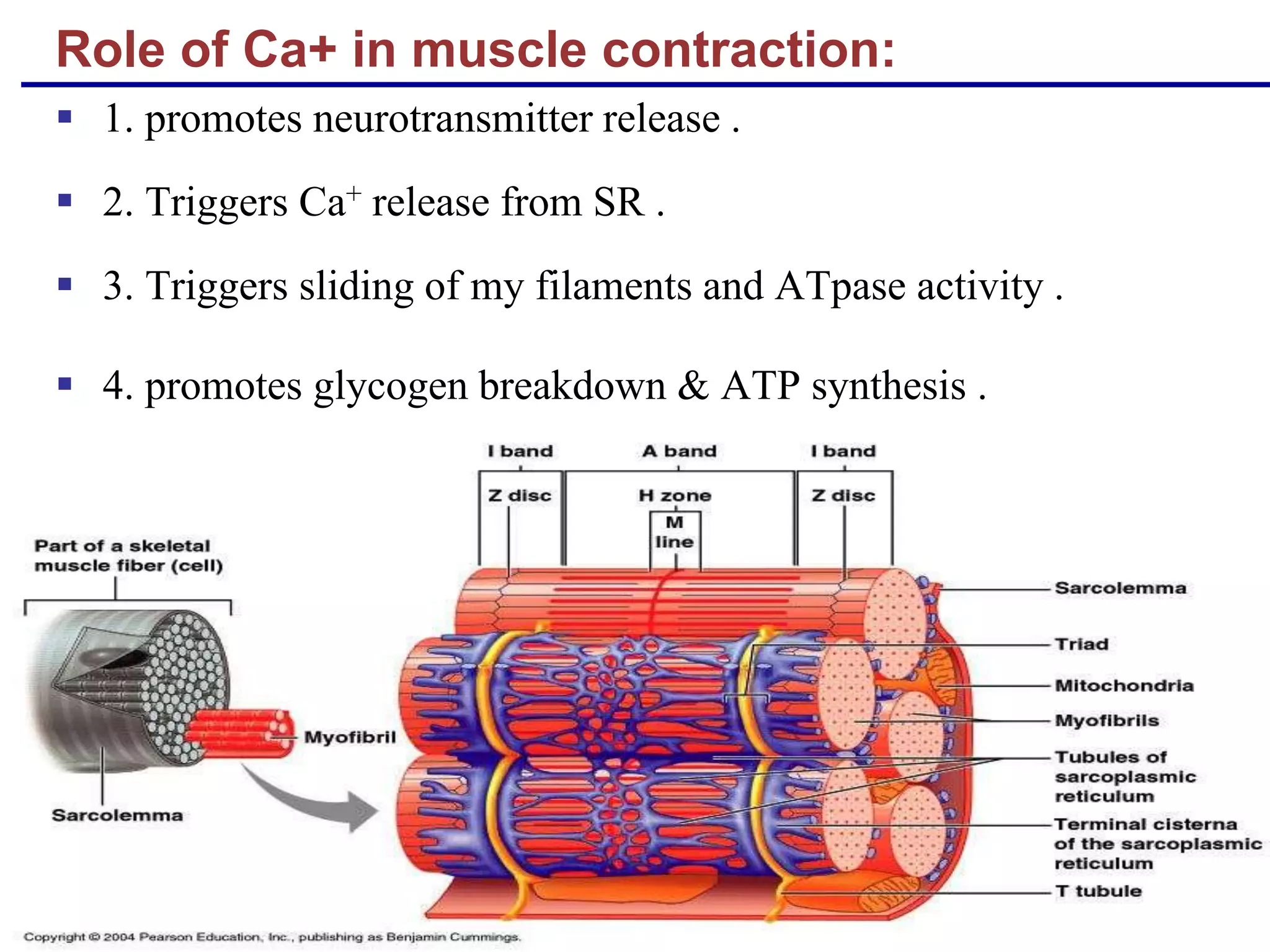 Functions of the muscular system | PDF