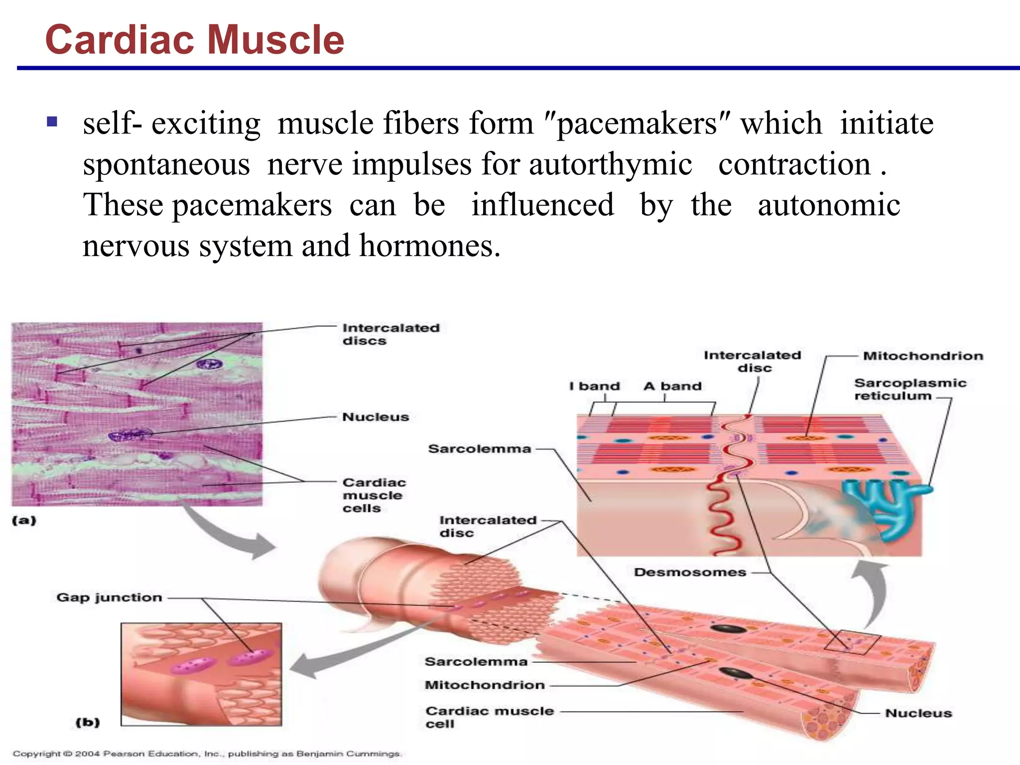 Functions of the muscular system | PDF