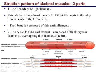Functions of the muscular system | PDF