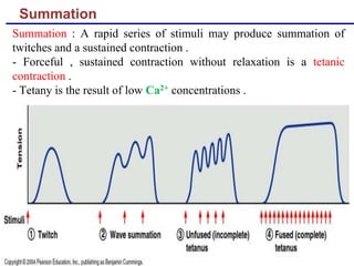 Functions of the muscular system | PDF