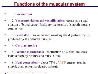 Muscular System Functions