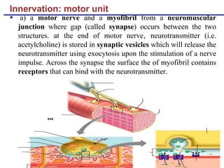 Functions of the muscular system | PDF