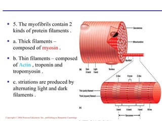 Functions of the muscular system | PDF