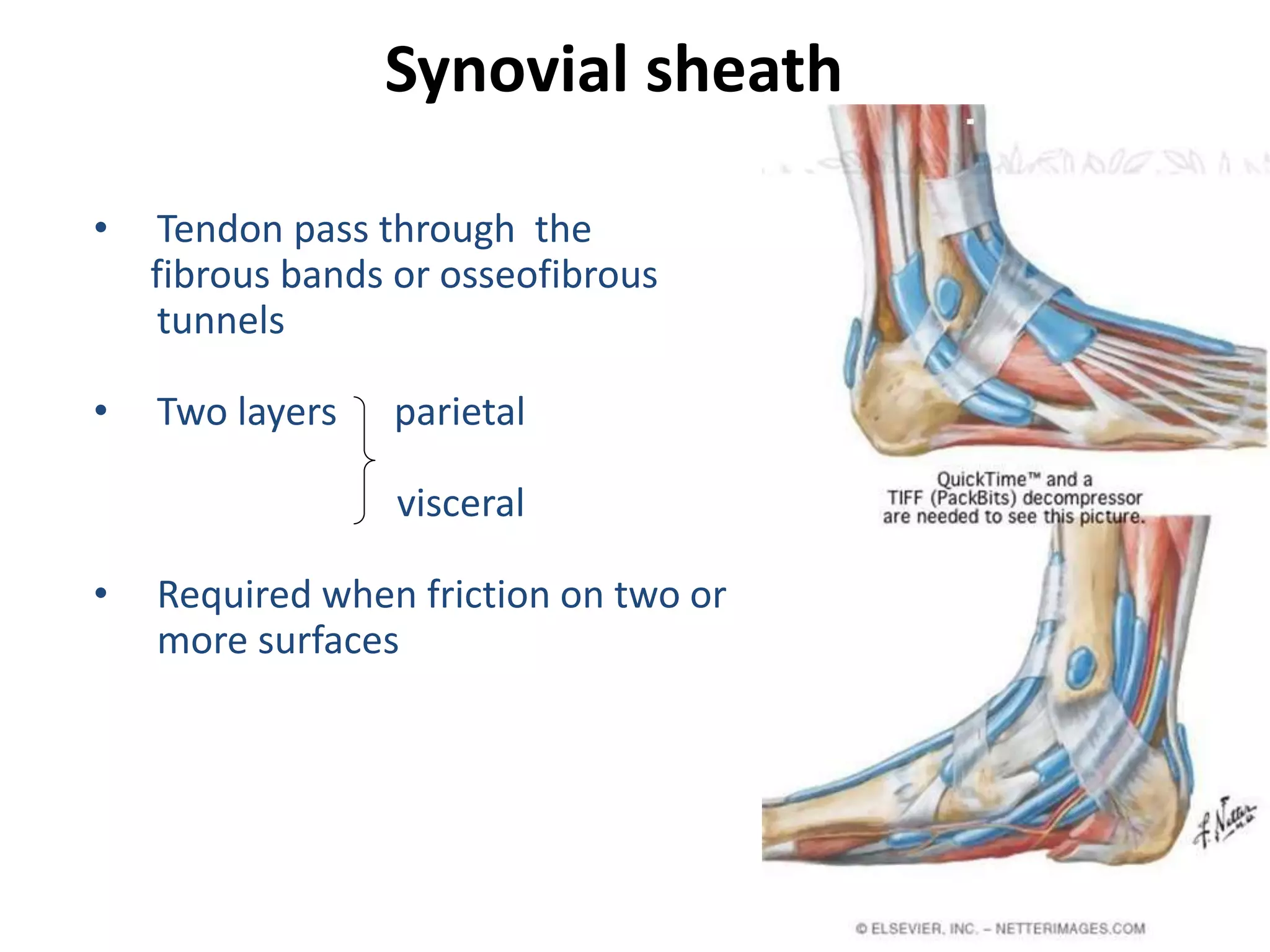 Muscles anatomy and physiology | PPTX