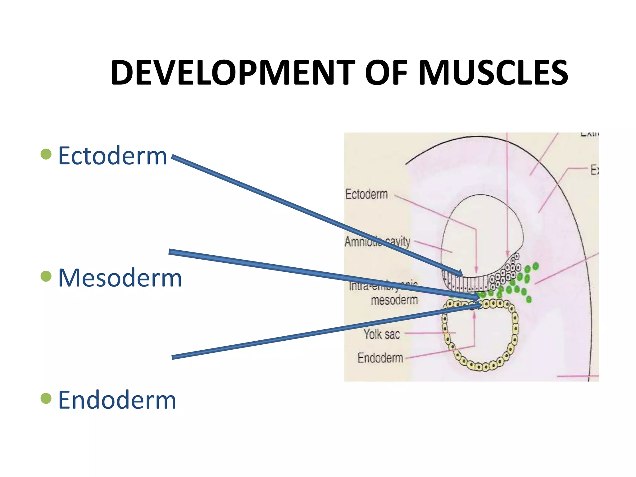 Muscles anatomy and physiology | PPTX