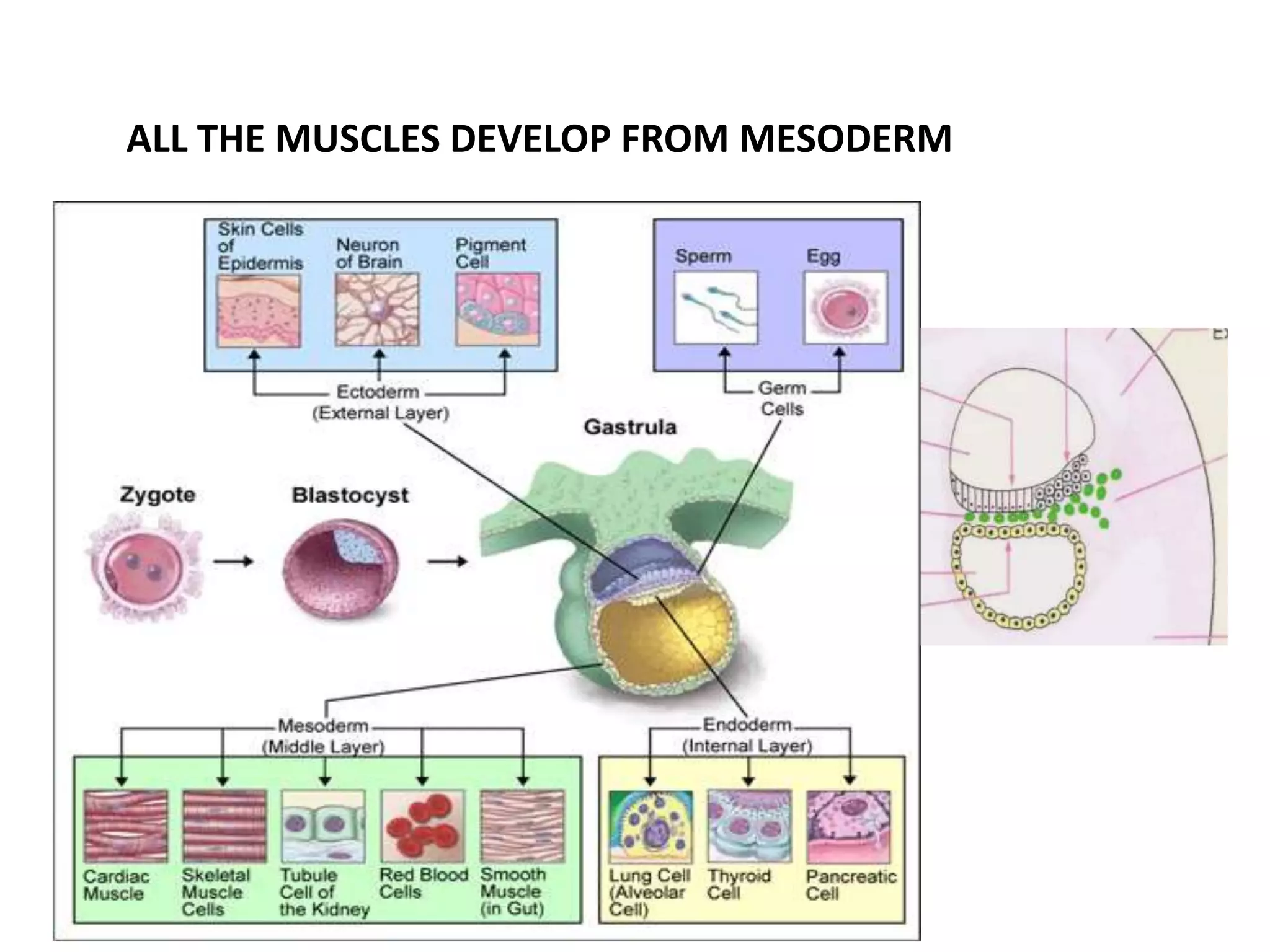 Muscles anatomy and physiology | PPTX