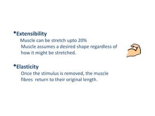 Muscles anatomy and physiology | PPTX
