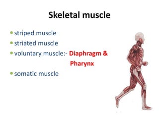 Muscles anatomy and physiology | PPTX