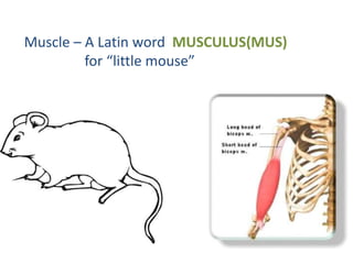 Muscles anatomy and physiology | PPTX
