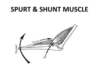 Muscles anatomy and physiology | PPTX