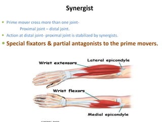 Muscles anatomy and physiology | PPTX