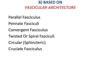 Muscles anatomy and physiology | PPT