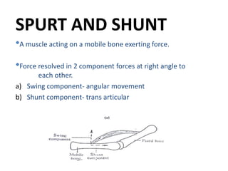 Muscles anatomy and physiology | PPT