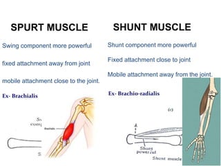 Muscles anatomy and physiology | PPT