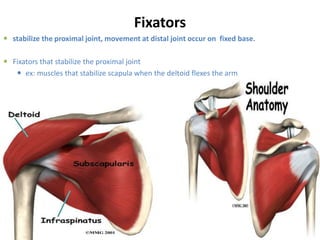 Muscles anatomy and physiology | PPT