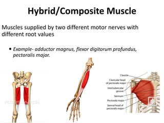 Muscles anatomy and physiology | PPT